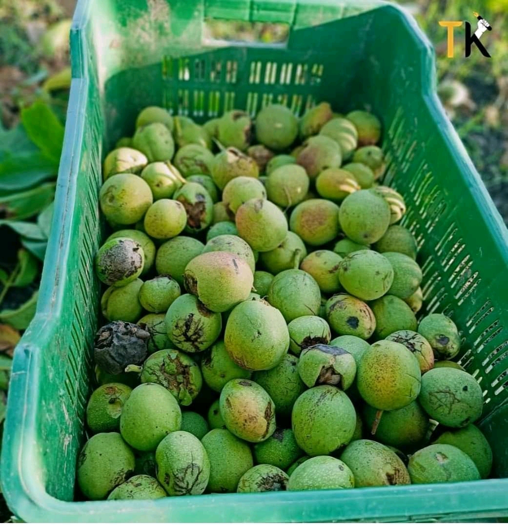 Walnut Harvest Season Begins; Pluckers Fear Death Amid Several Reports ...