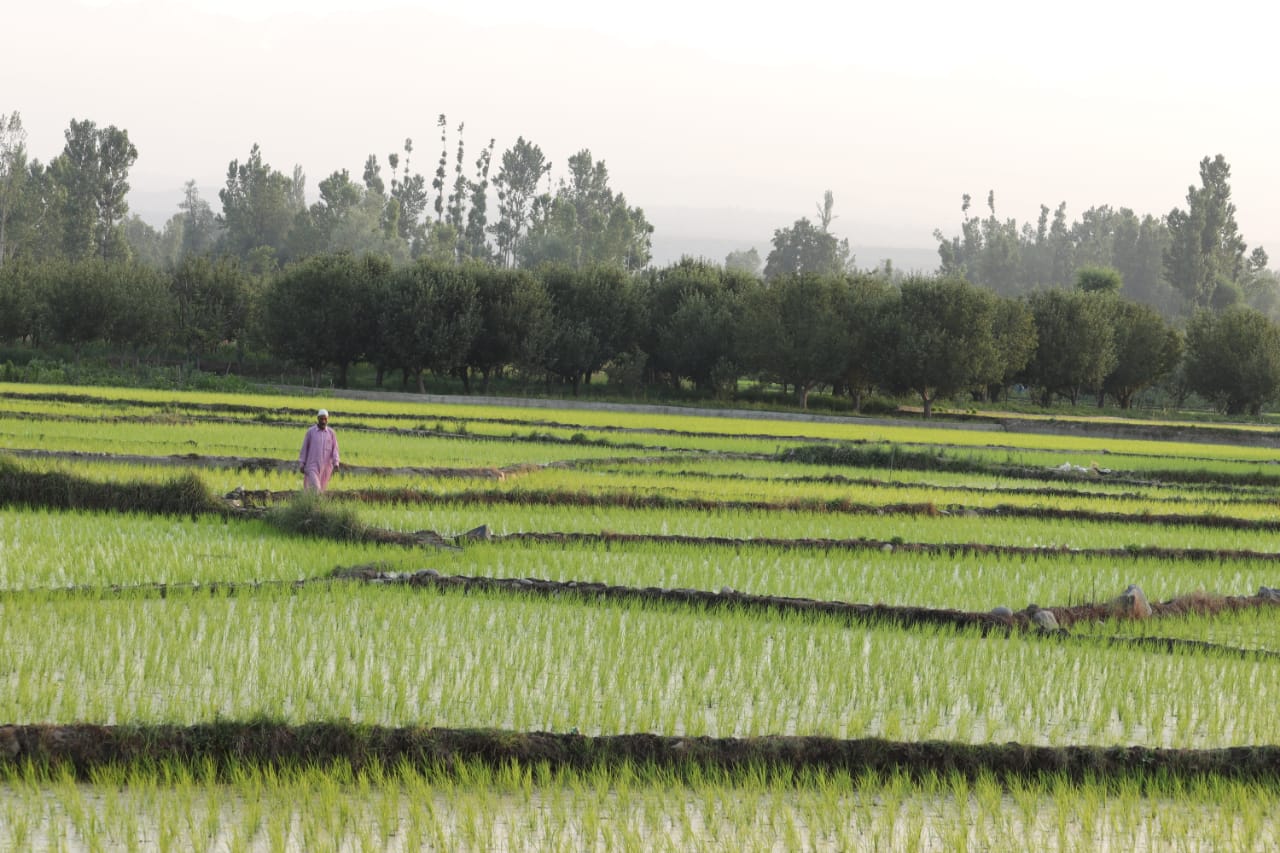 Paddy land shrinking fast in Kashmir, 30,000 hectares lost since 2013 ...