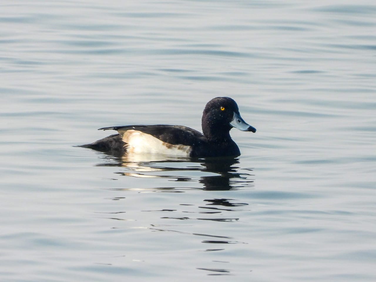 Lesser Number of Migratory Birds Return to Kashmir's Hokersar Wetland ...